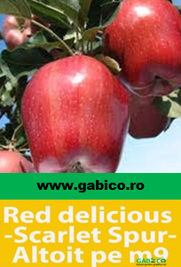 Măr Red Delicious Scarlet Spur Altoit pe M9 | Grădina Gabico